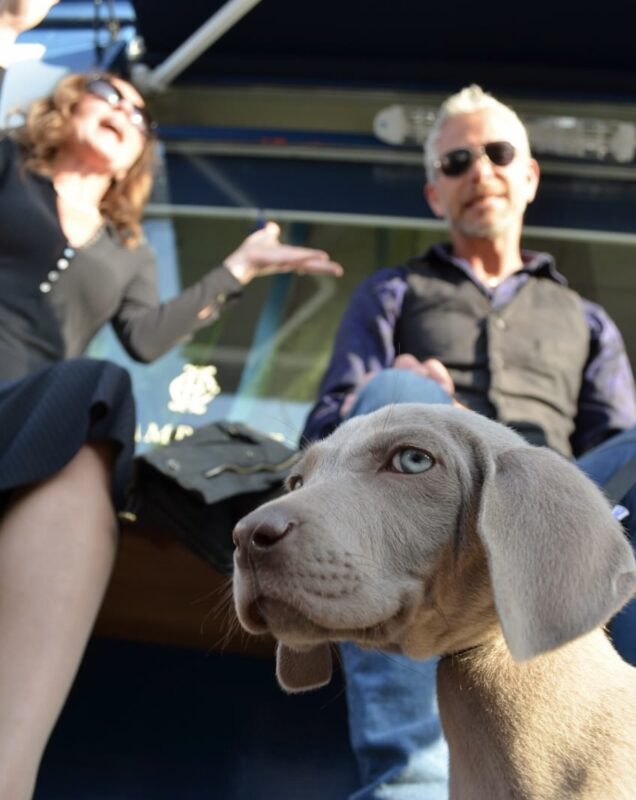 The Greystones Guide | Non-Humans Of Greystones #3: Duke