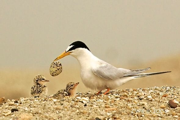 The Greystones Guide | Foxes Wiping Out Kilcoole Beach’s Little Terns