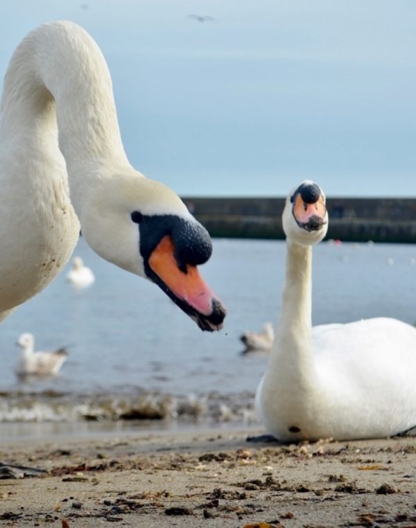 The Greystones Guide | Second Swan Fatality At Bray Harbour