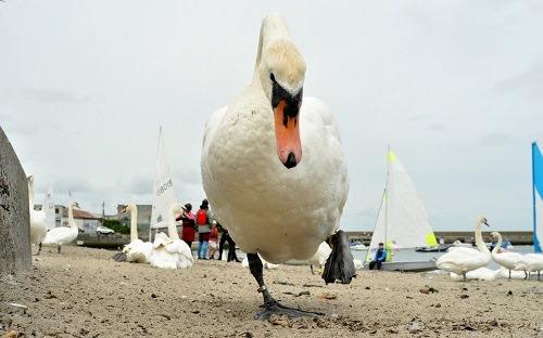 The Greystones Guide | Second Swan Fatality At Bray Harbour