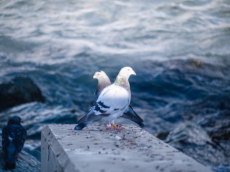 The Greystones Guide | There Is A Light…