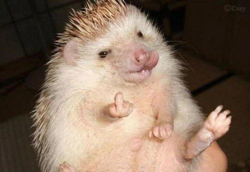 The Greystones Guide | Hedgehogs Going Down The Drain