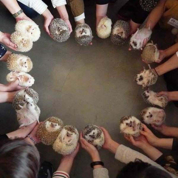 The Greystones Guide | Hedgehogs Going Down The Drain