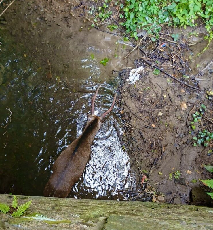 The Greystones Guide | Pollution Warning At Three Trouts River