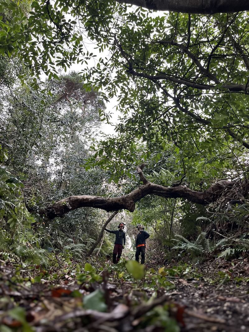 The Greystones Guide | Kids Photography Competition Celebrates Trees
